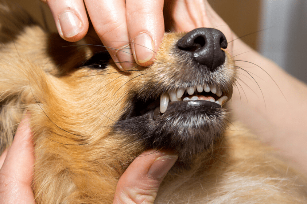 Brush Dog’s Teeth: Must Read the 8 Essential Tips